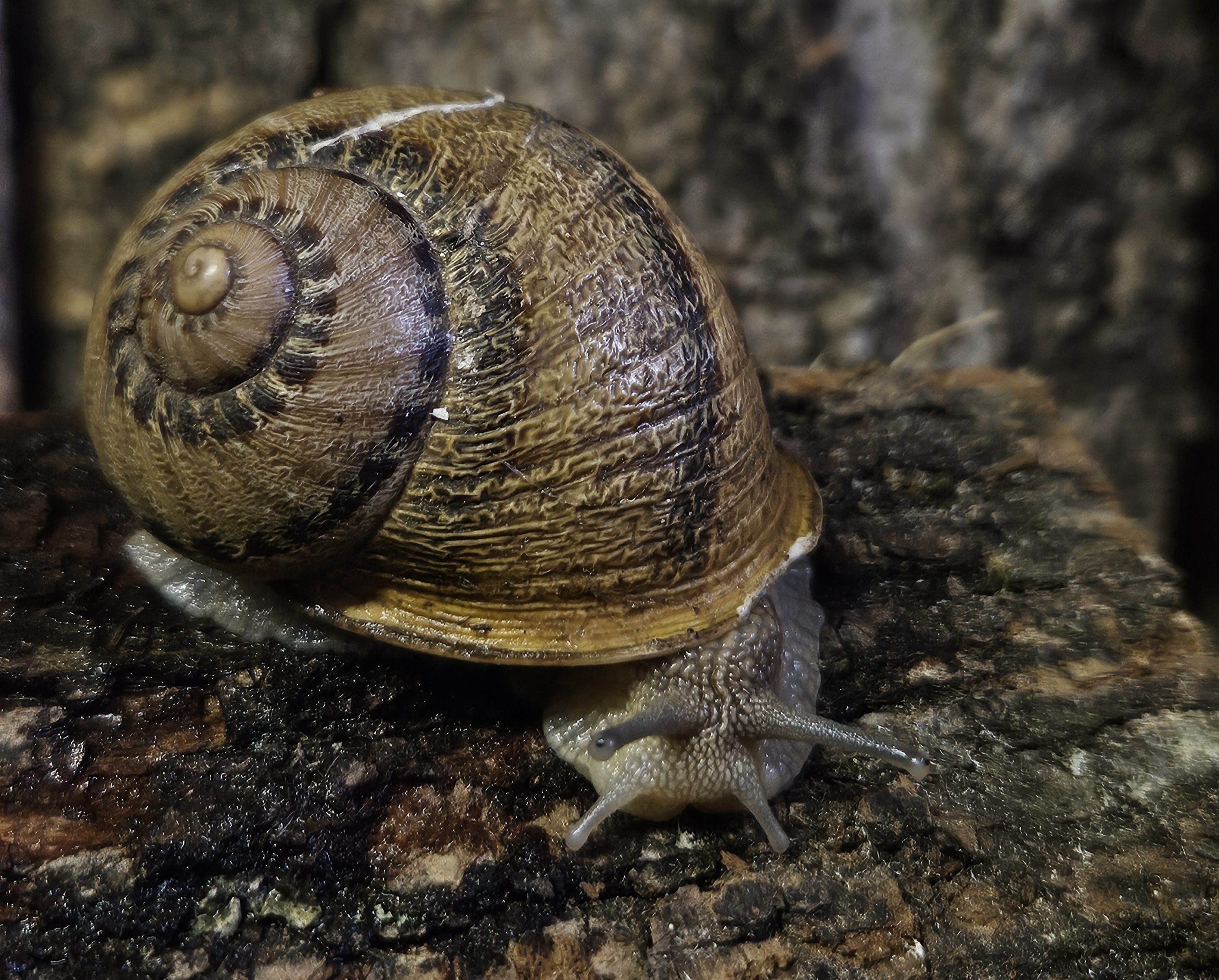 Šnečí farma Vlkoš